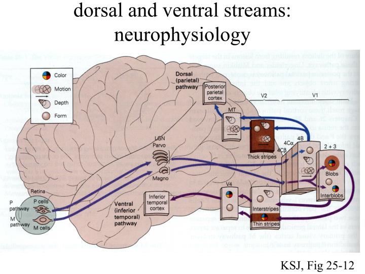 PPT - Visual Cortex PowerPoint Presentation - ID:3425503 PPT - Visual Cortex PowerPoint Presentation - ID:3425503