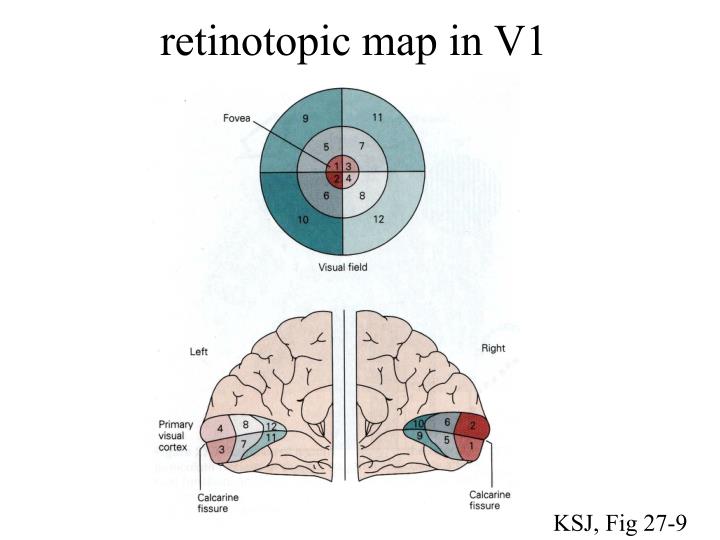 PPT - Visual Cortex PowerPoint Presentation - ID:3425503 PPT - Visual Cortex PowerPoint Presentation - ID:3425503