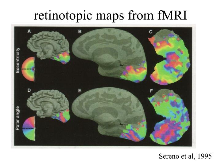 PPT - Visual Cortex PowerPoint Presentation - ID:3425503