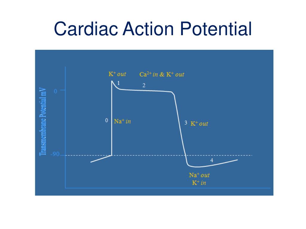 PPT - Cardiovascular Drugs - Angina, MI & Anti-arrhythmics PowerPoint ...