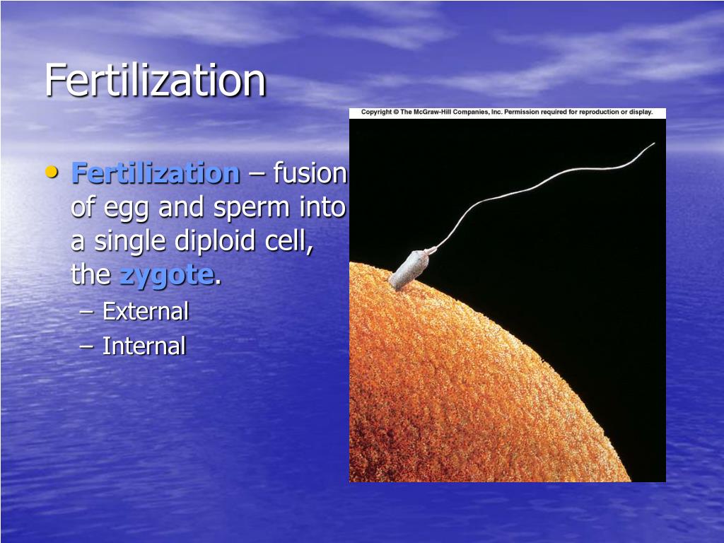 What Is Fertilization Explain Its Types At Virginia Lyman Blog
