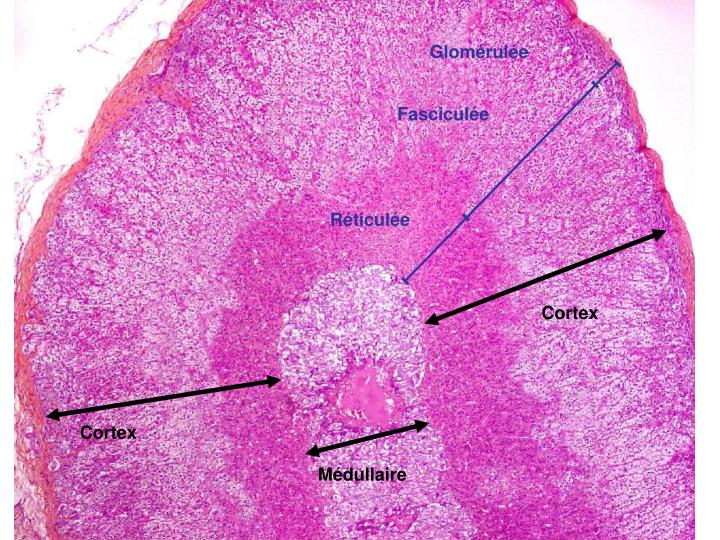 PPT - Les glandes surrénales PowerPoint Presentation - ID:3428611