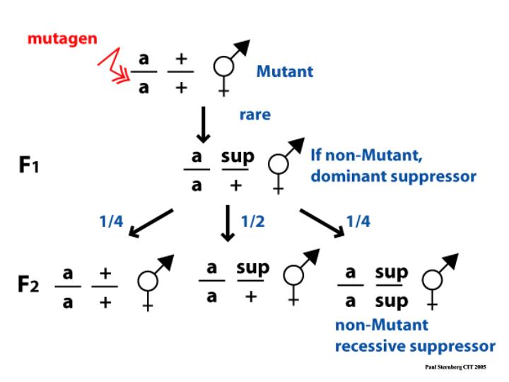 PPT - lecture 8. Epistasis and Pathways PowerPoint Presentation, free ...