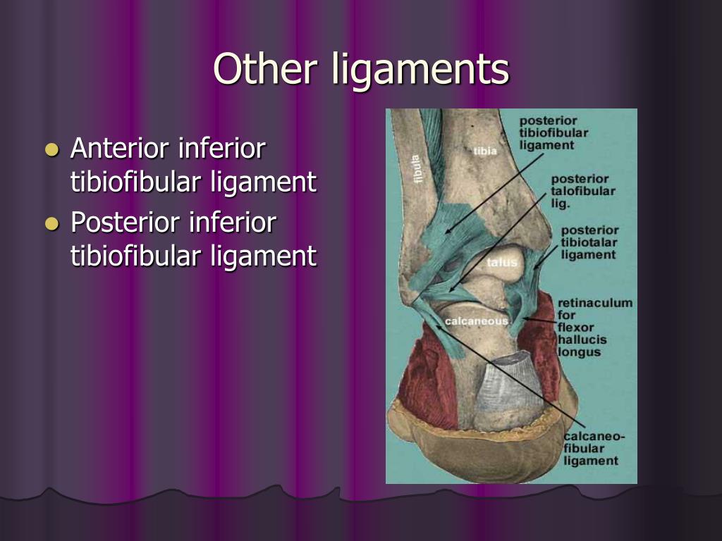 PPT - Injuries to the Foot, Ankle and Lower Leg PowerPoint Presentation ...