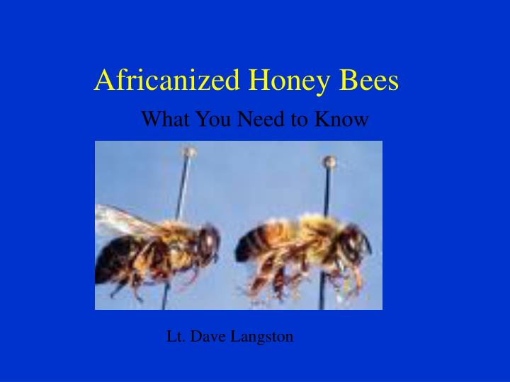PPT - Africanized Honey Bees PowerPoint Presentation, free download ...