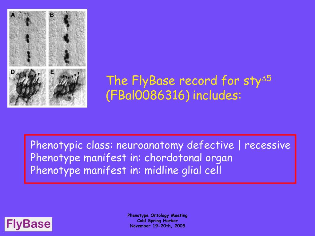 PPT - The FlyBase Consortium: Harvard University University of ...