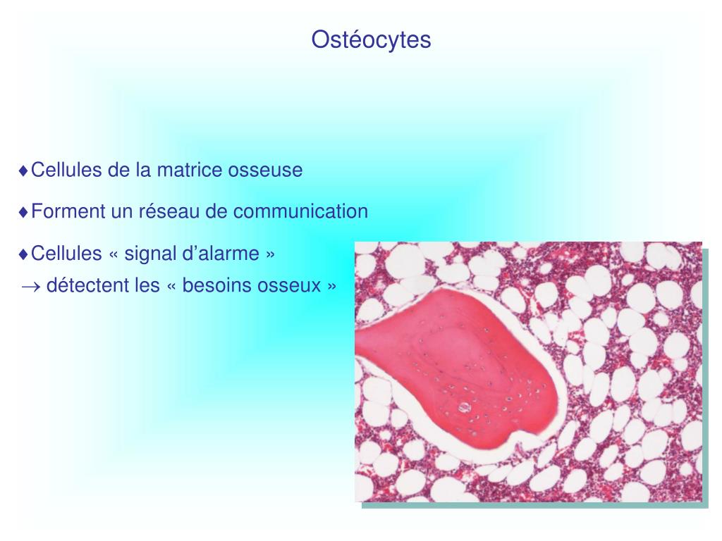 PPT - Remodelage osseux Aspects biologiques et moléculaires PowerPoint ...
