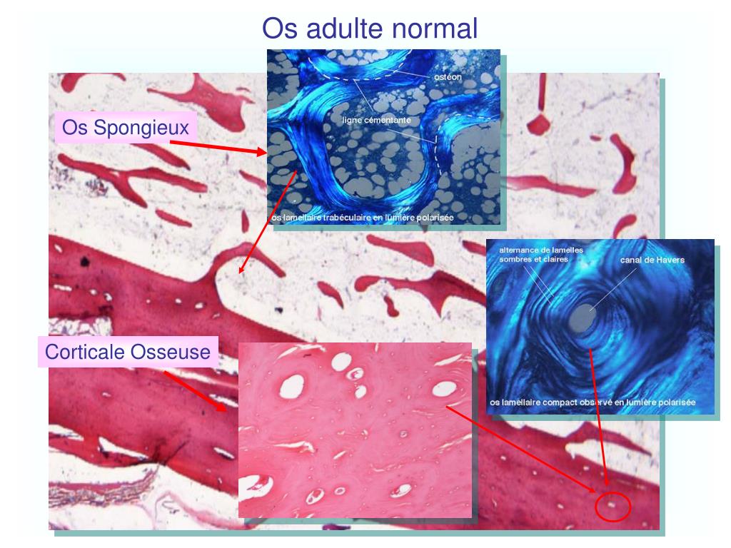 ppt-remodelage-osseux-aspects-biologiques-et-mol-culaires-powerpoint