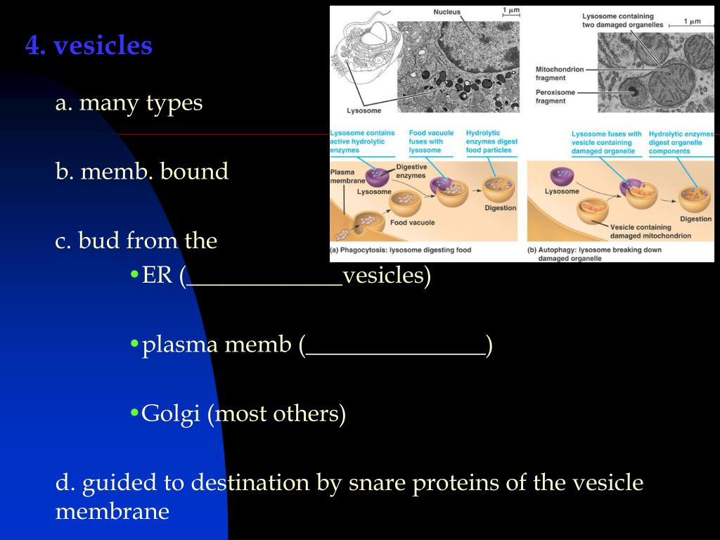 PPT - Bio 212: Biology of Plants PowerPoint Presentation, free download ...