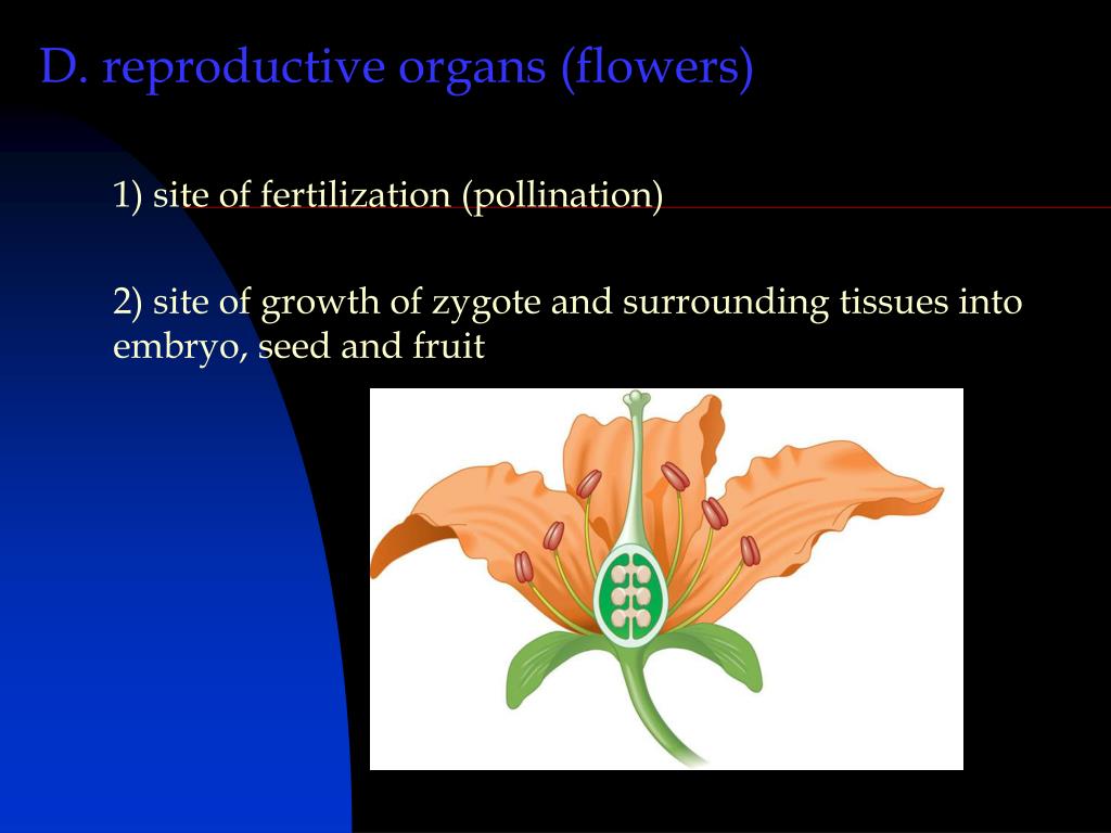 PPT - Bio 212: Biology of Plants PowerPoint Presentation, free download ...