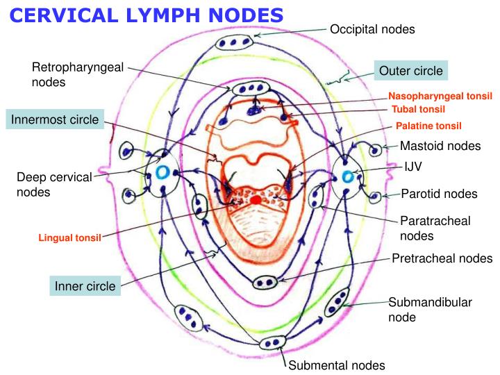 PPT - OVERVIEW Cervical Lymph Nodes PowerPoint Presentation - ID:3431683