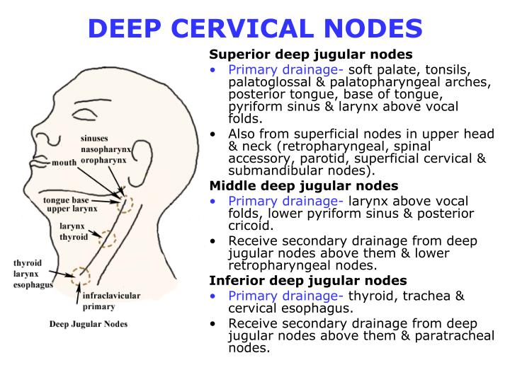 Deep Cervical Lymph Nodes