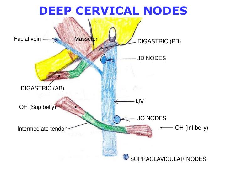 PPT - OVERVIEW Cervical Lymph Nodes PowerPoint Presentation - ID:3431683