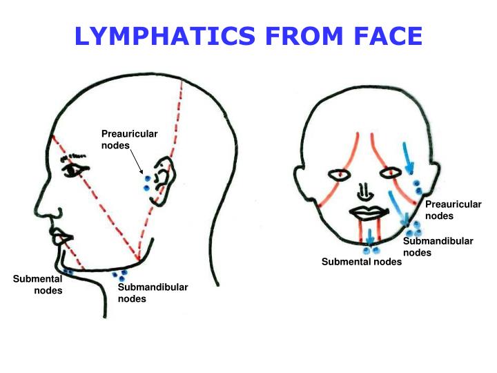 PPT - OVERVIEW Cervical Lymph Nodes PowerPoint Presentation - ID:3431683