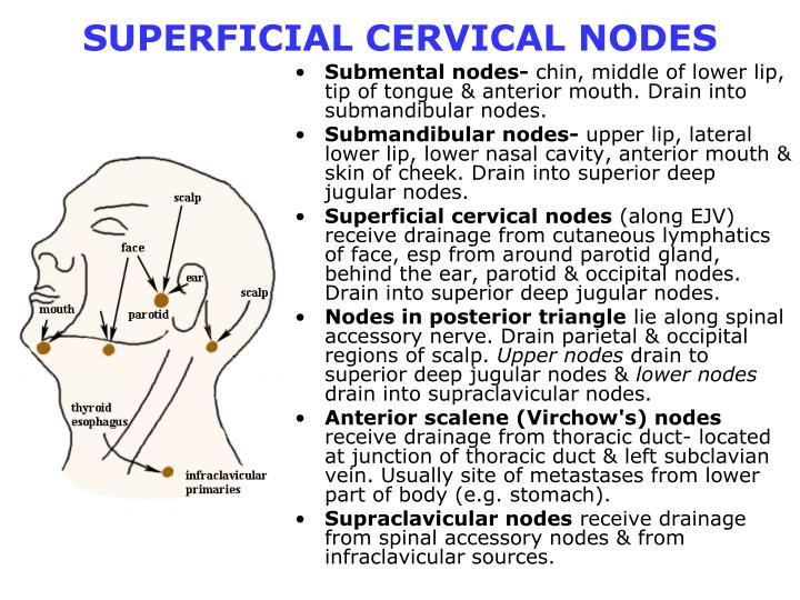 PPT - OVERVIEW Cervical Lymph Nodes PowerPoint Presentation - ID:3431683