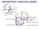 PPT - OVERVIEW Cervical Lymph Nodes PowerPoint Presentation - ID:3431683