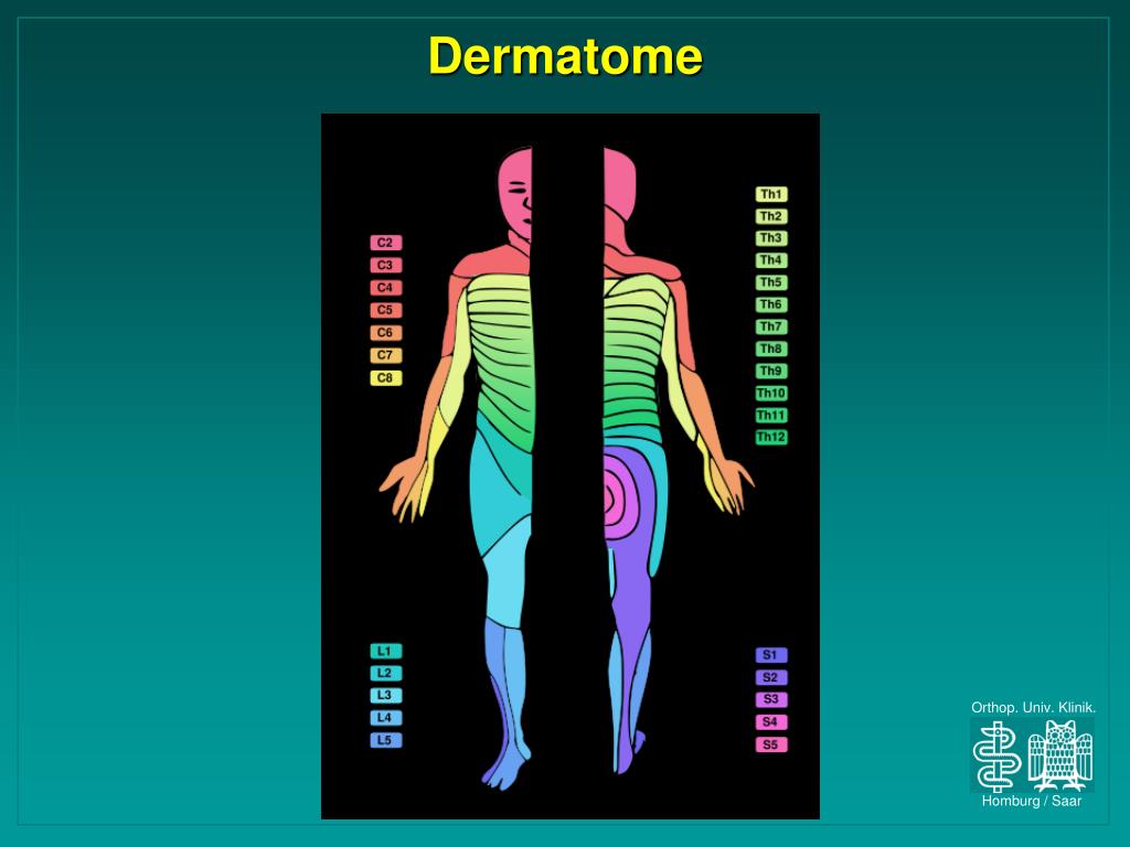 PPT - Orthopädischer Untersuchungskurs Wirbelsäule F. Bachelier, E ...