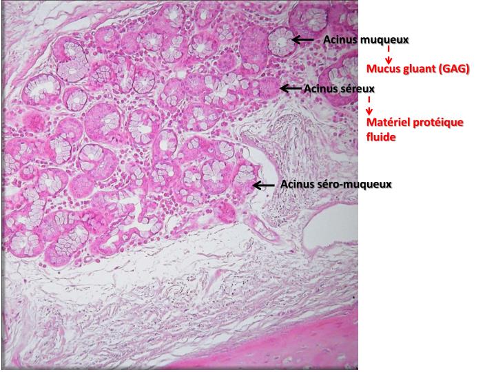 PPT - HISTOLOGIE DE L’APPAREIL RESPIRATOIRE PowerPoint Presentation ...