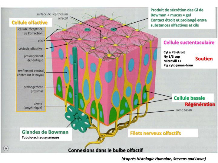 PPT - HISTOLOGIE DE L’APPAREIL RESPIRATOIRE PowerPoint Presentation ...