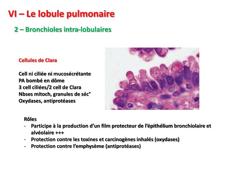 PPT - HISTOLOGIE DE L’APPAREIL RESPIRATOIRE PowerPoint Presentation ...