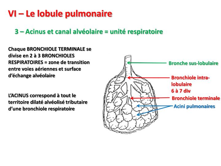 PPT - HISTOLOGIE DE L’APPAREIL RESPIRATOIRE PowerPoint Presentation ...