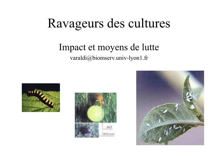 PPT - Ravageurs des cultures PowerPoint Presentation, free download ...