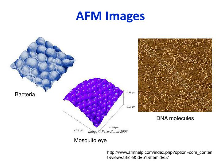 PPT - AFM Images PowerPoint Presentation, free download - ID:3434209