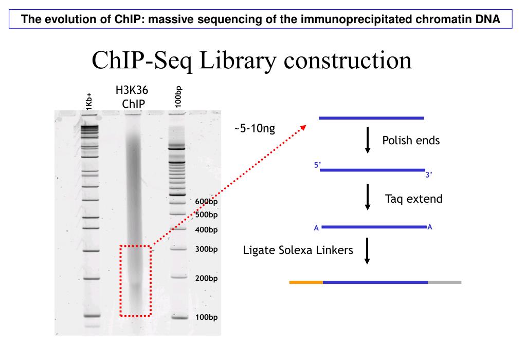PPT - In vivo protein-DNA interactions PowerPoint Presentation, free ...
