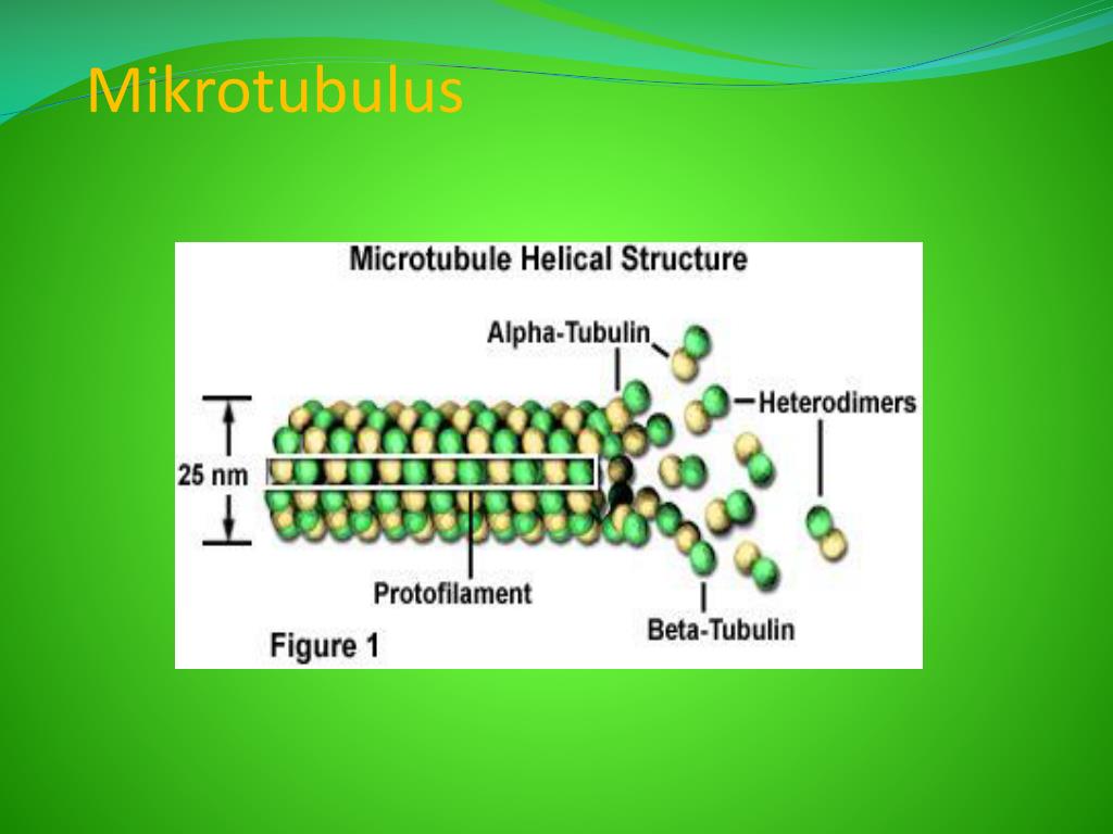 Mikrotubulus: Pengertian, Gambar, Struktur, Proses Dan Fungsi – VQGVVA