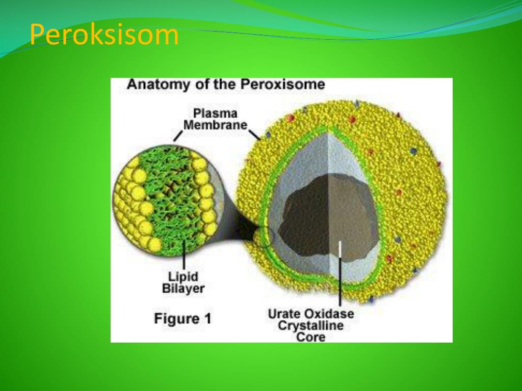 PPT - Gambar Sel Tumbuhan Dan Sel Hewan Beserta Organelnya PowerPoint ...