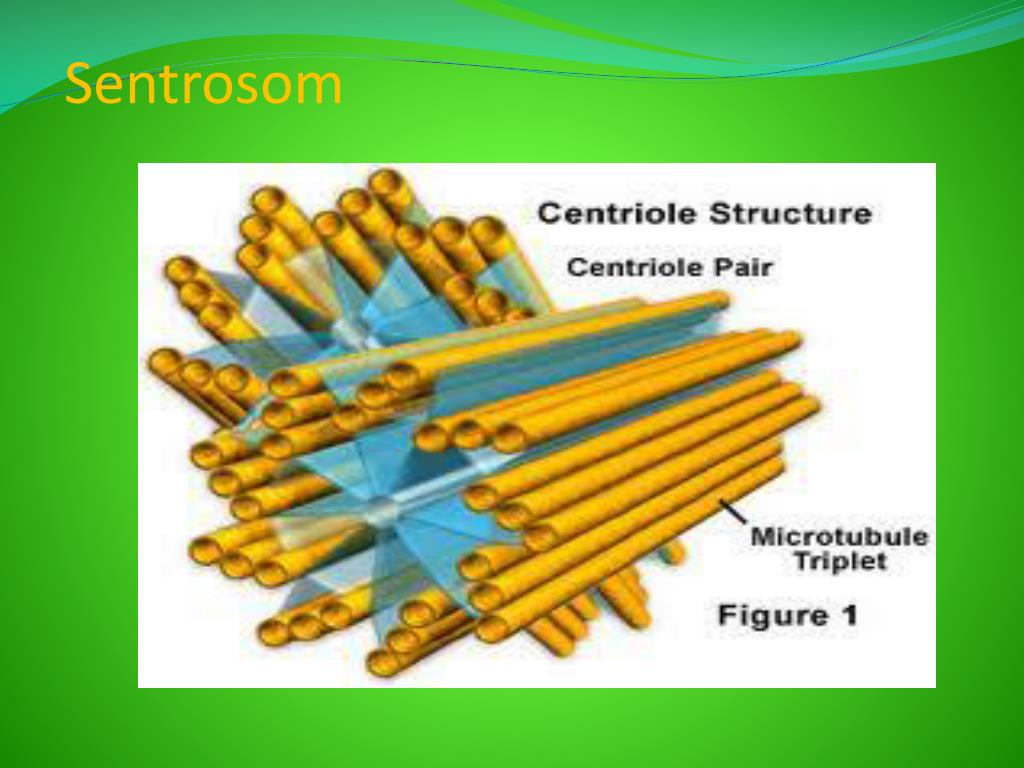 PPT - Gambar Sel Tumbuhan Dan Sel Hewan Beserta Organelnya PowerPoint ...