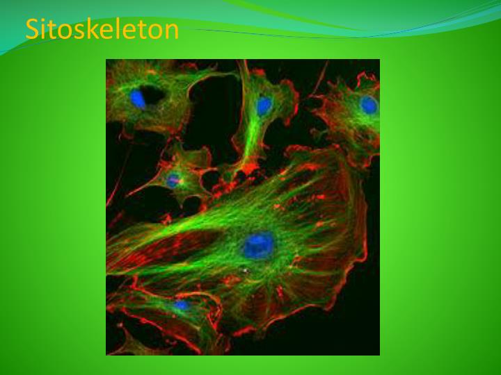 PPT - Gambar Sel Tumbuhan Dan Sel Hewan Beserta Organelnya PowerPoint ...