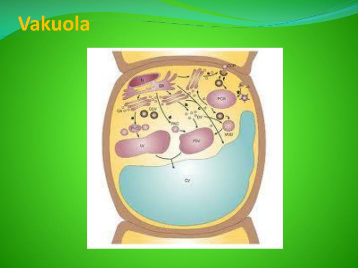 Vakuola