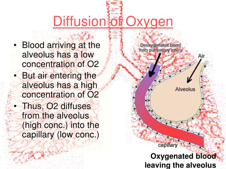 PPT - The Respiratory System PowerPoint Presentation - ID:3436327