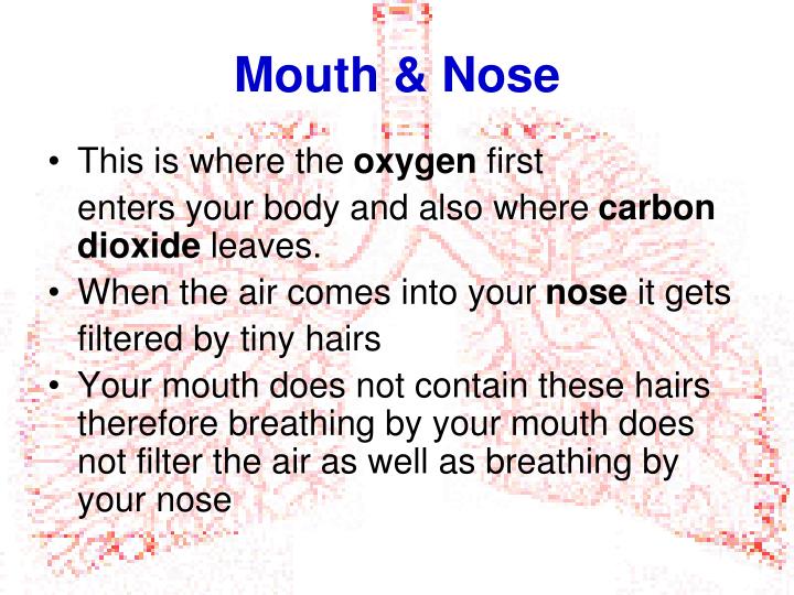 PPT - The Respiratory System PowerPoint Presentation - ID:3436327