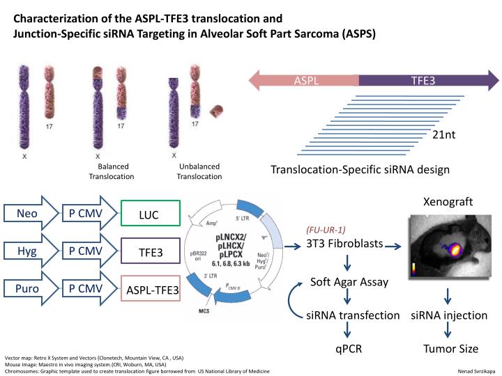 PPT - Characterization of the ASPL-TFE3 translocation and PowerPoint ...