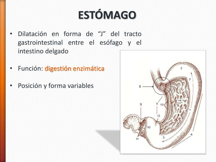 PPT - Estómago PowerPoint Presentation - ID:3437068