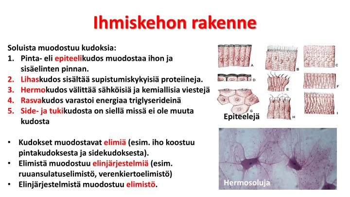 PPT - Ihmiskehon rakenne PowerPoint Presentation, free download - ID ...