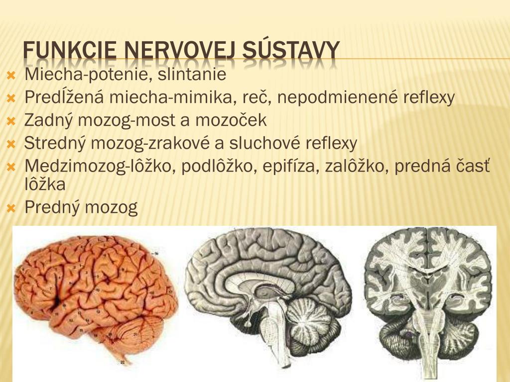 PPT - Fylogenéza nervovej sústavy Živočíchov PowerPoint Presentation ...