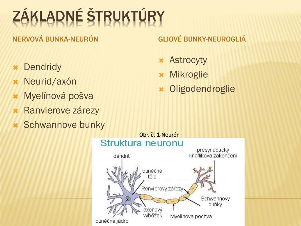 PPT - Fylogenéza nervovej sústavy Živočíchov PowerPoint Presentation ...