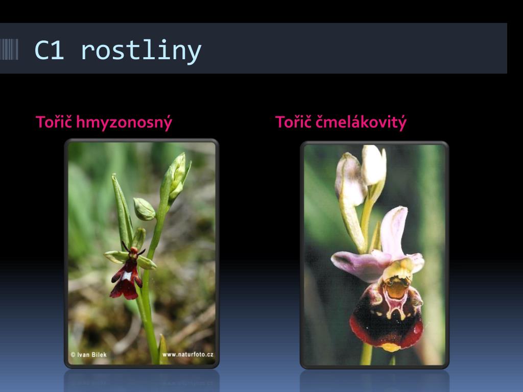 PPT - Kriticky ohrožené druhy rostlin a živočichů PowerPoint ...
