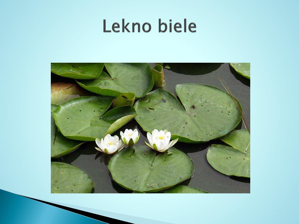 PPT - Poznávame vodné a brehové rastliny PowerPoint Presentation, free ...