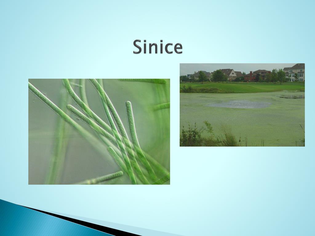 PPT - Poznávame vodné a brehové rastliny PowerPoint Presentation, free ...