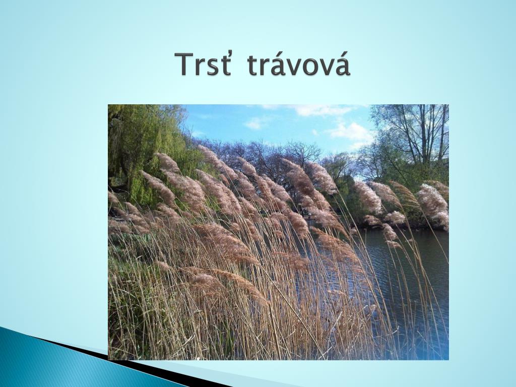 PPT - Poznávame vodné a brehové rastliny PowerPoint Presentation, free ...