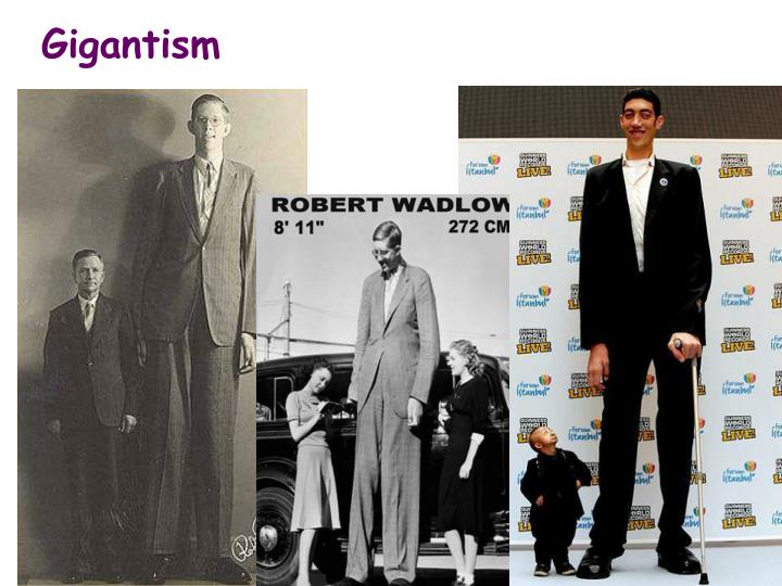 PPT - Endocrine System Glands & Hormones PowerPoint Presentation - ID ...