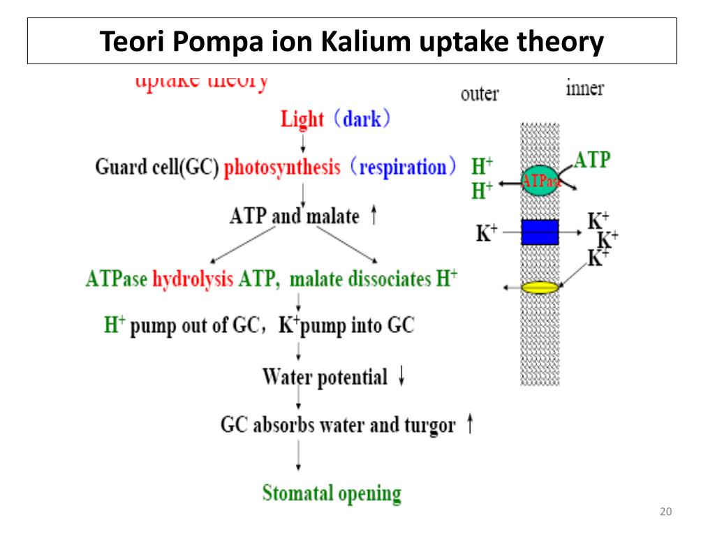 PPT - PENYERAPAN AIR OLEH AKAR TANAMAN PowerPoint Presentation, free ...