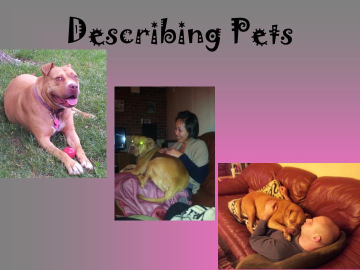 PPT - Describing Pets PowerPoint Presentation, free download - ID:3439376