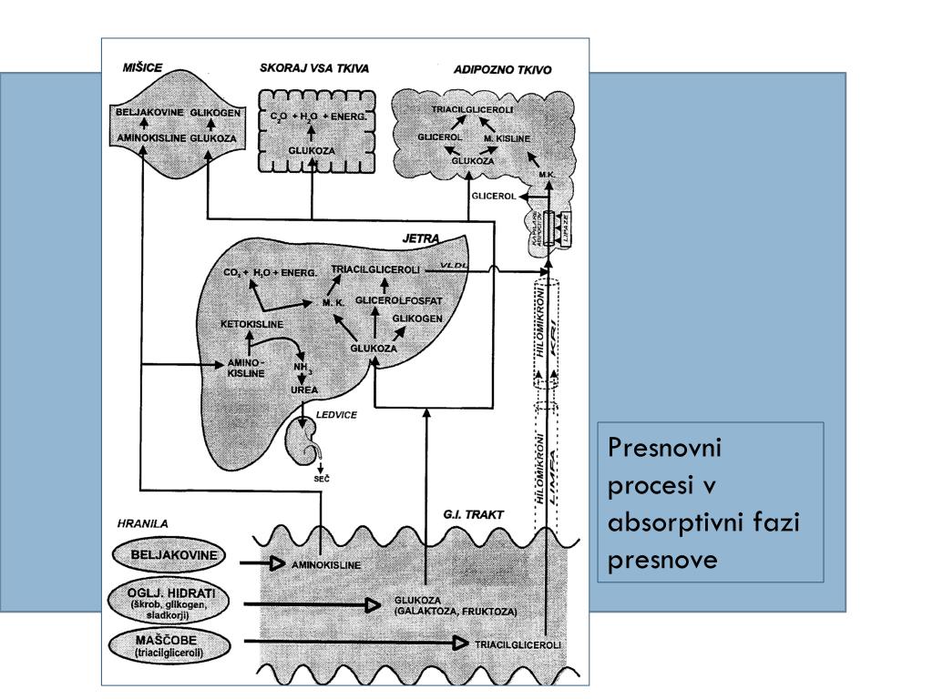 PPT - Osnove gastronomije PREBAVA MAKROHRANIL IN Vpliv senzoričnih ...