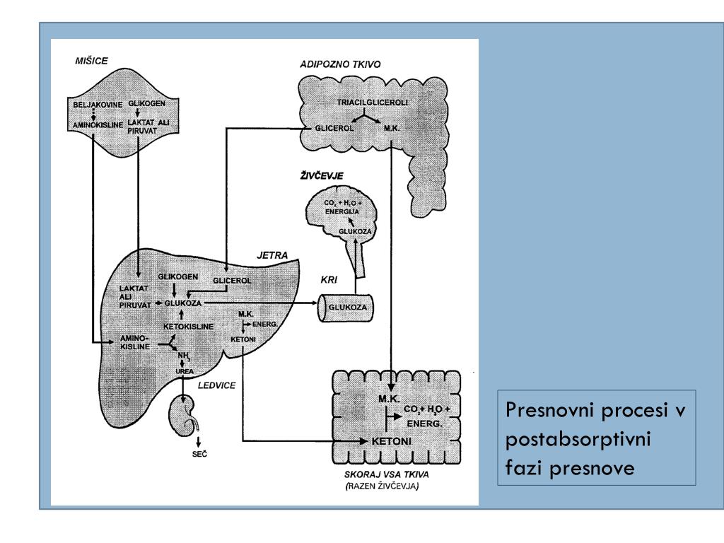 PPT - Osnove gastronomije PREBAVA MAKROHRANIL IN Vpliv senzoričnih ...