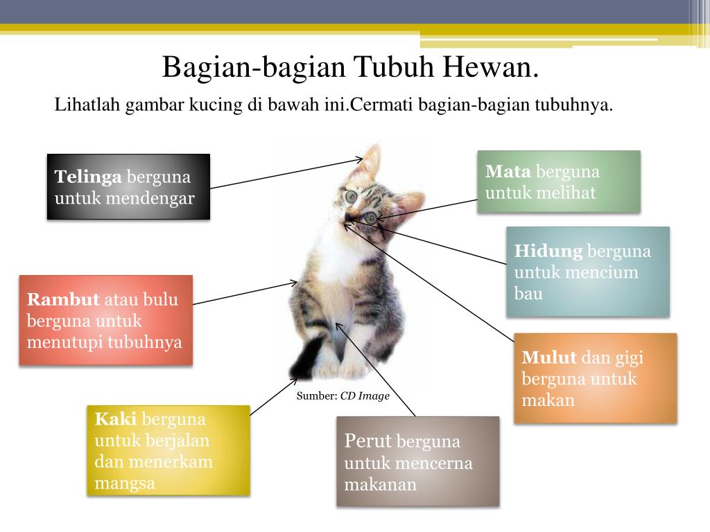PPT - Bagian Tubuh Hewan PowerPoint Presentation, free download - ID ...